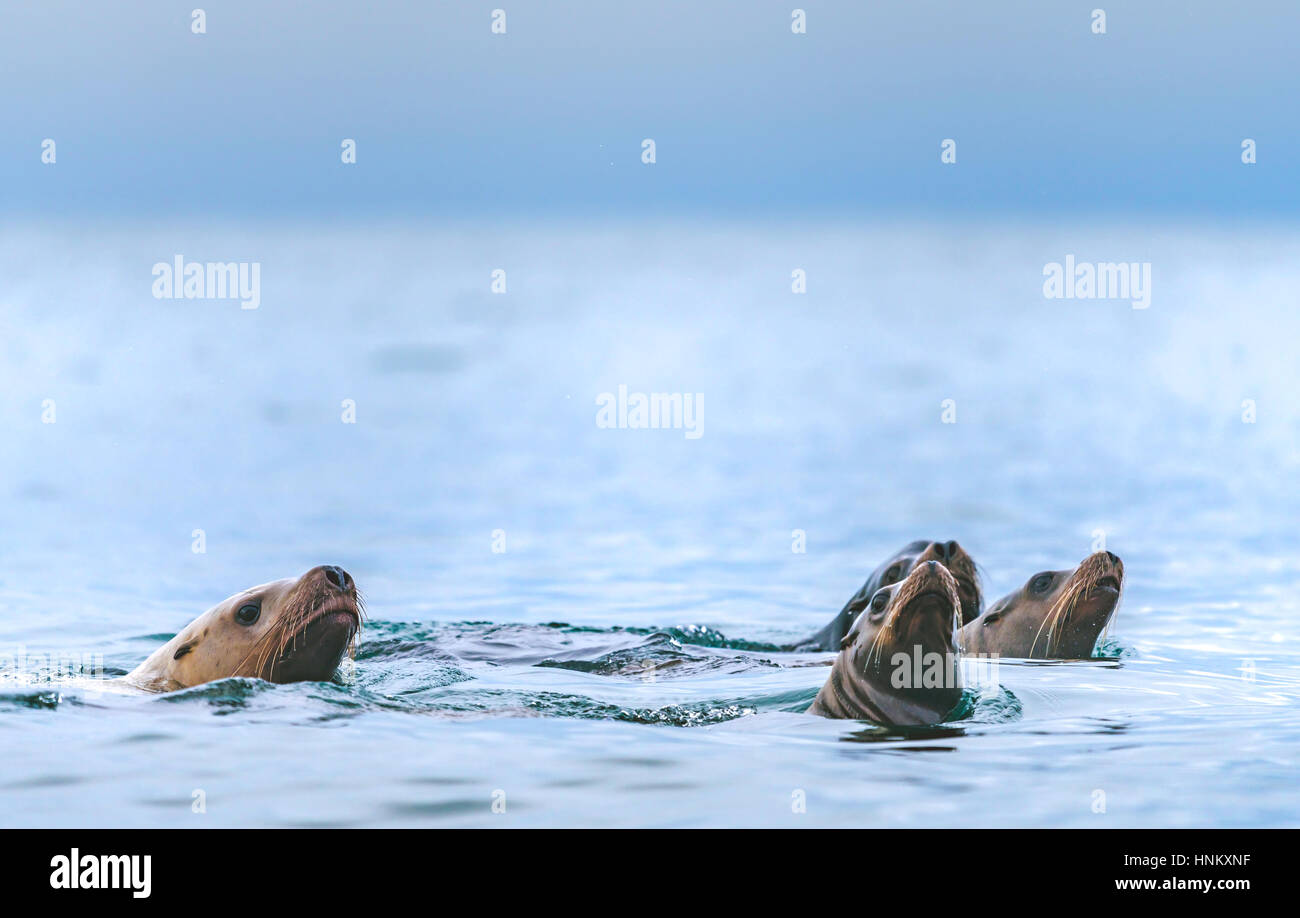 Group of sea lions hunting for fish Stock Photo - Alamy