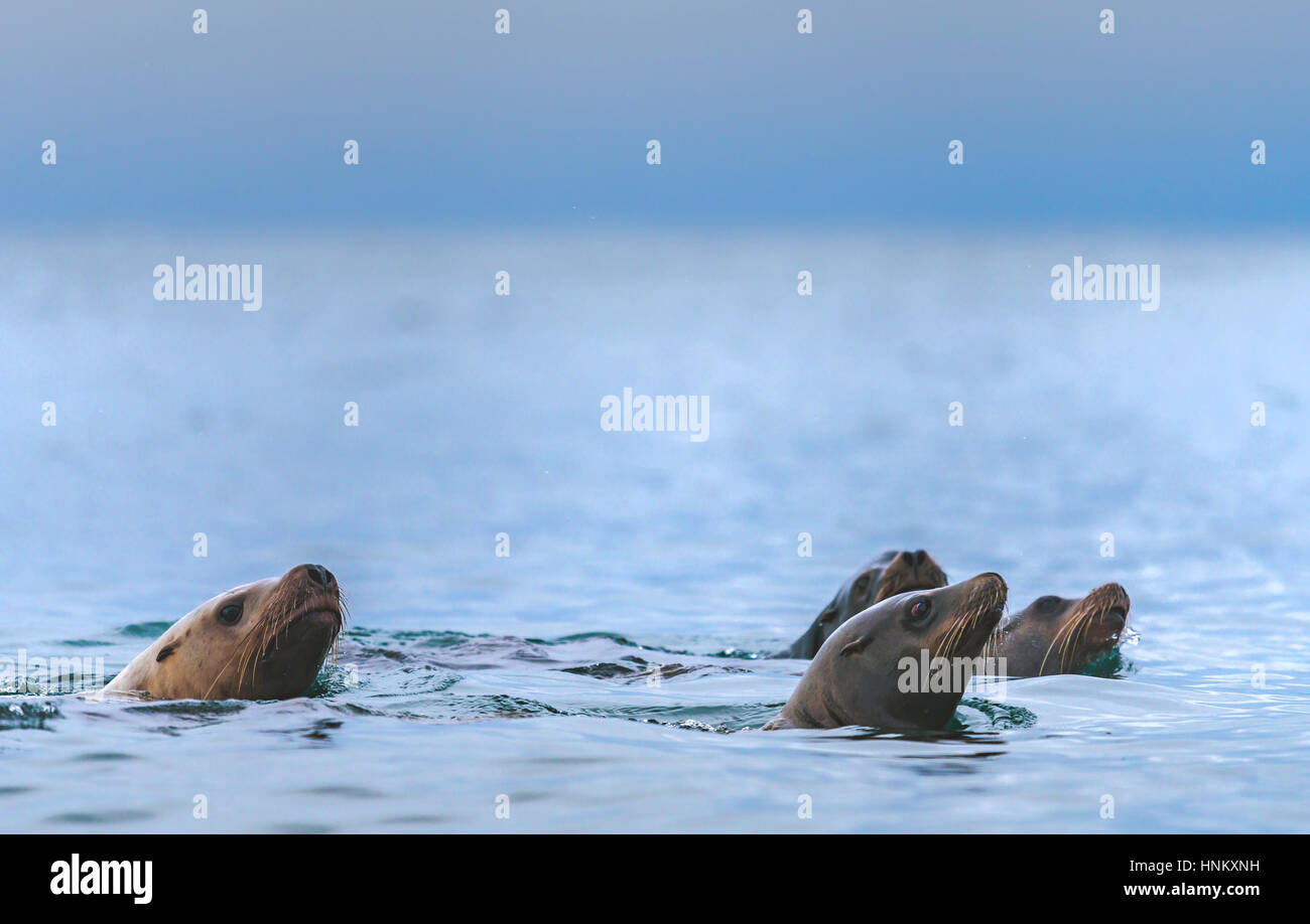 Group of sea lions hunting for fish Stock Photo - Alamy