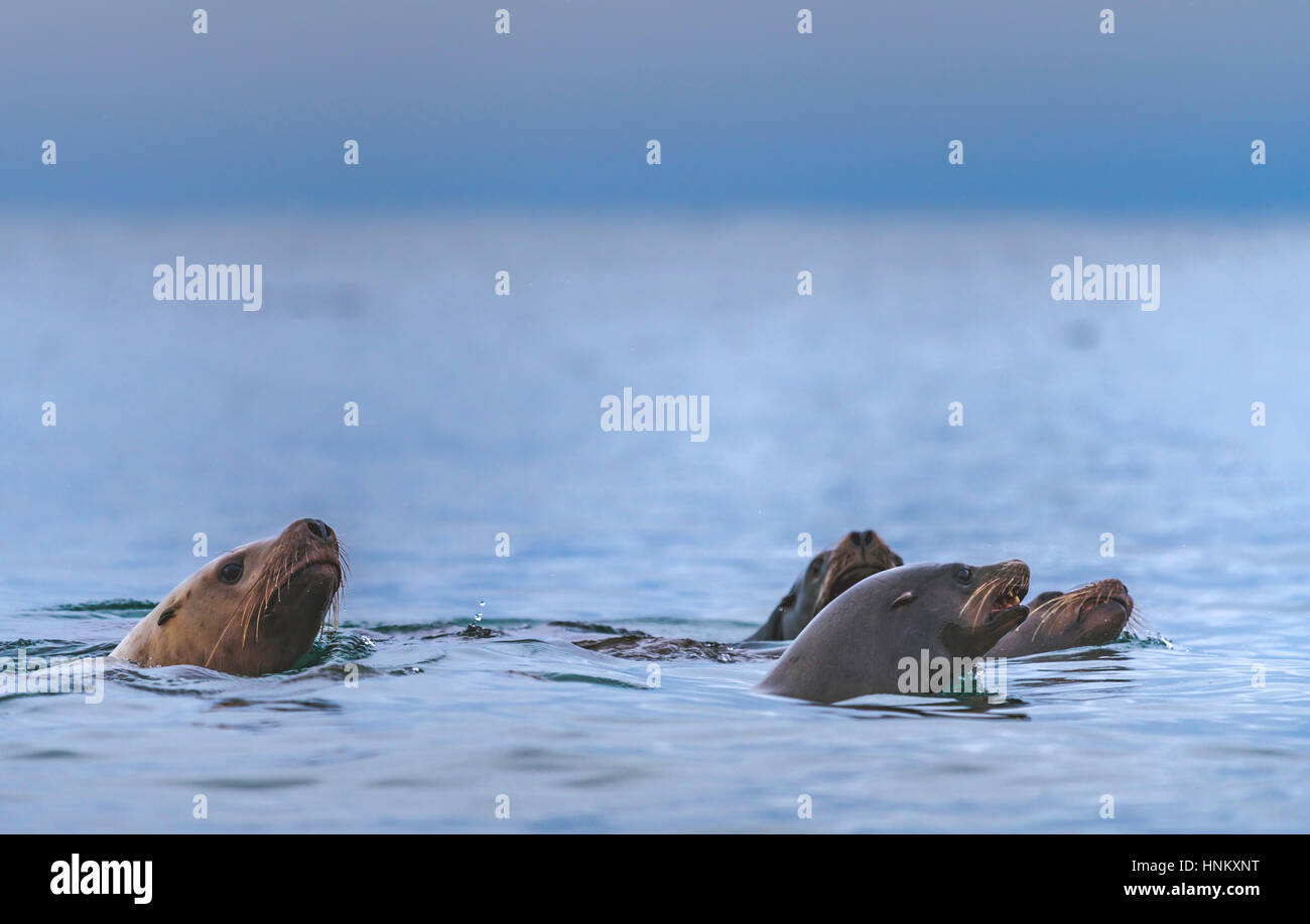 Group of sea lions hunting for fish Stock Photo - Alamy