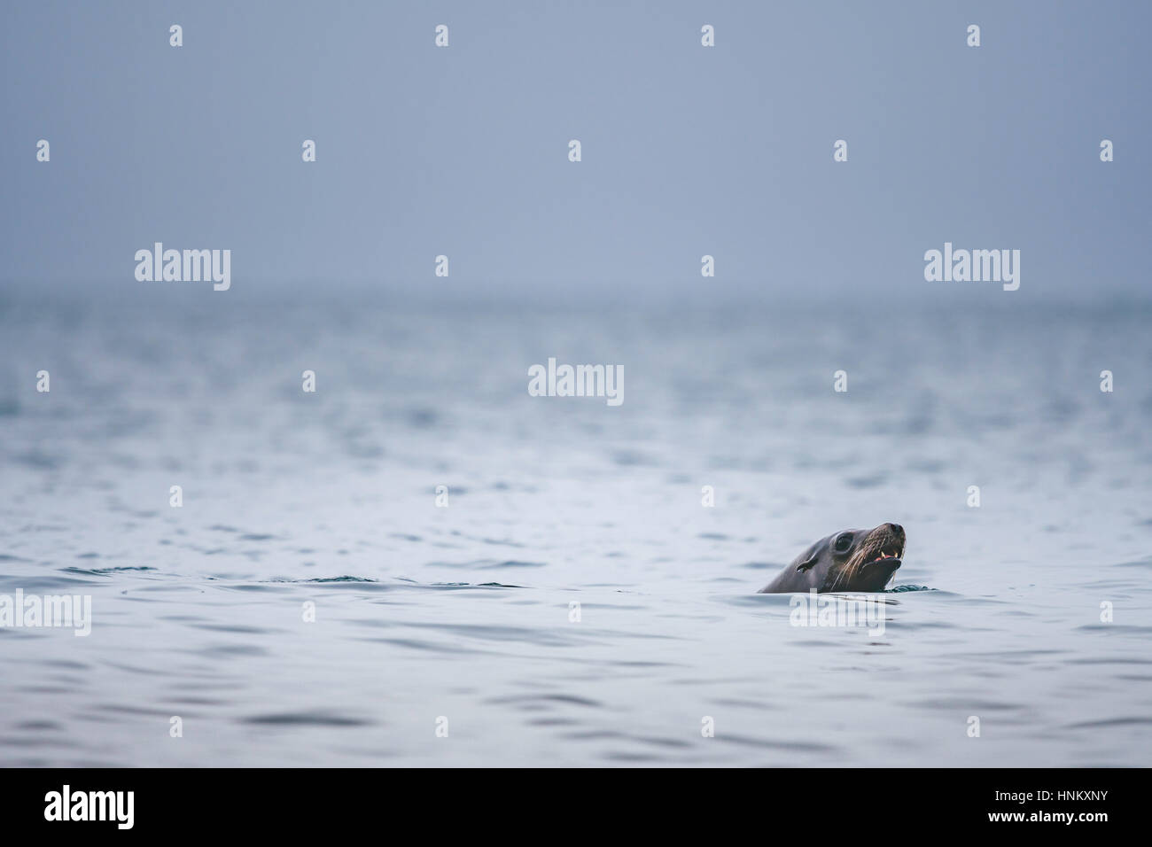 Sea lions chasing fish on the pacific coast of Canada Stock Photo - Alamy