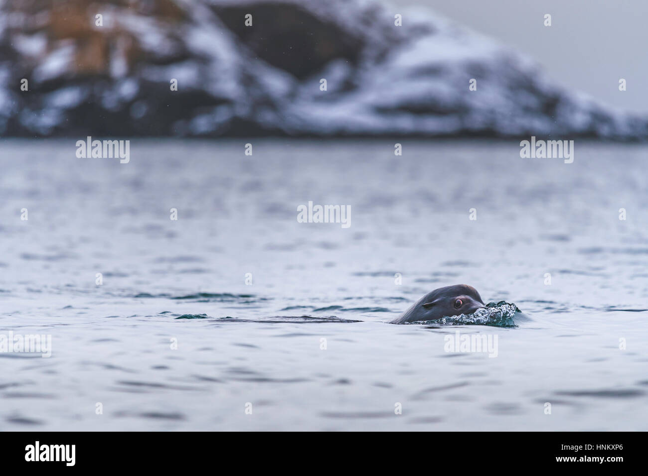 Sea lions chasing fish on the pacific coast of Canada Stock Photo - Alamy