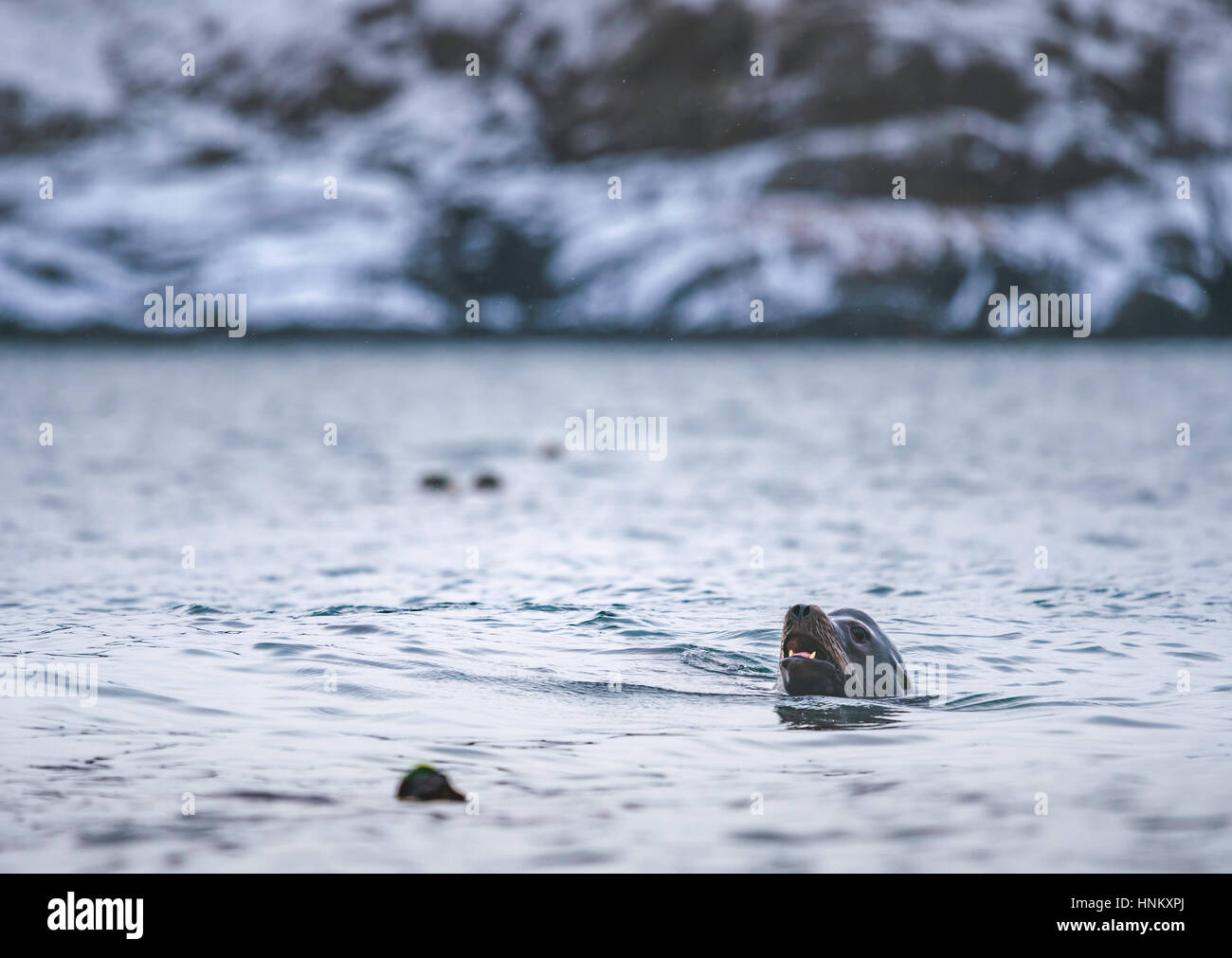 Group of sea lions hunting for fish Stock Photo - Alamy
