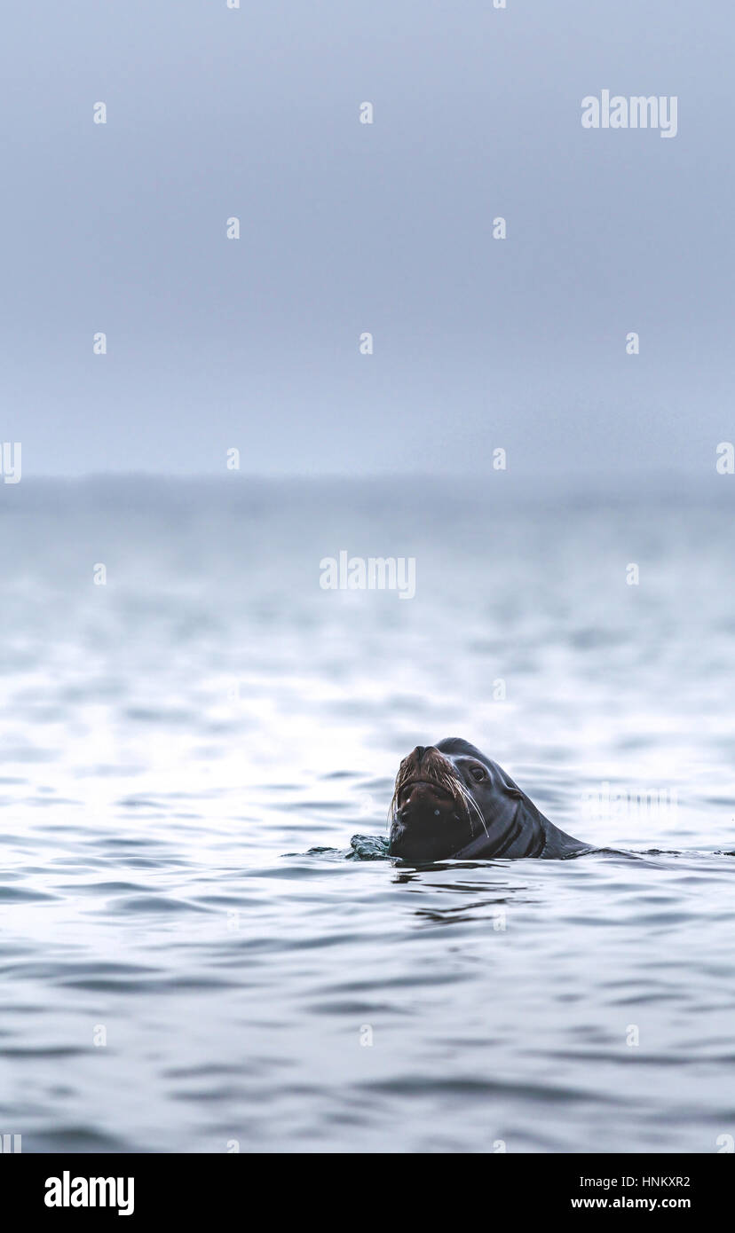 Sea lions chasing fish on the pacific coast of Canada Stock Photo - Alamy