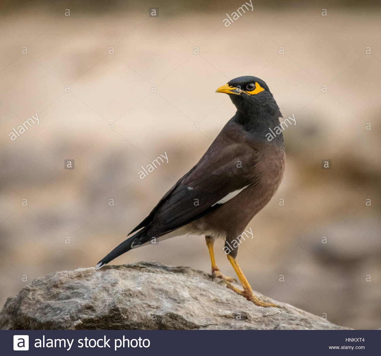 Mynah Bird Stock Photos & Mynah Bird Stock Images - Alamy