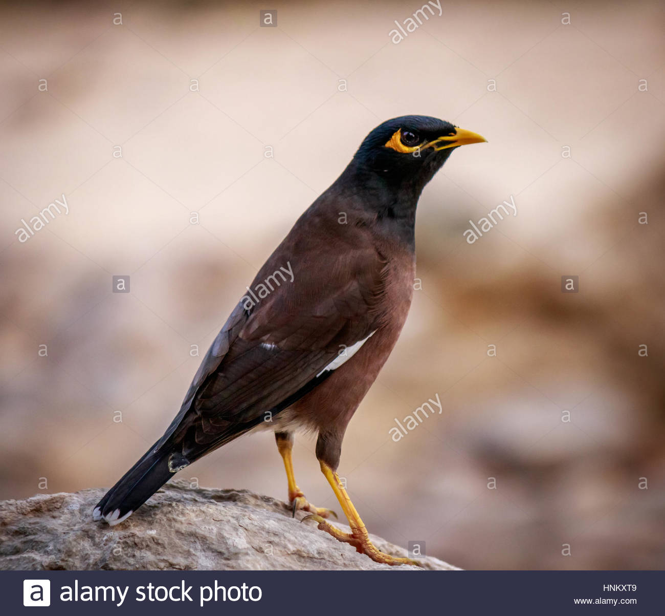 Common Mynah Stock Photos & Common Mynah Stock Images - Alamy