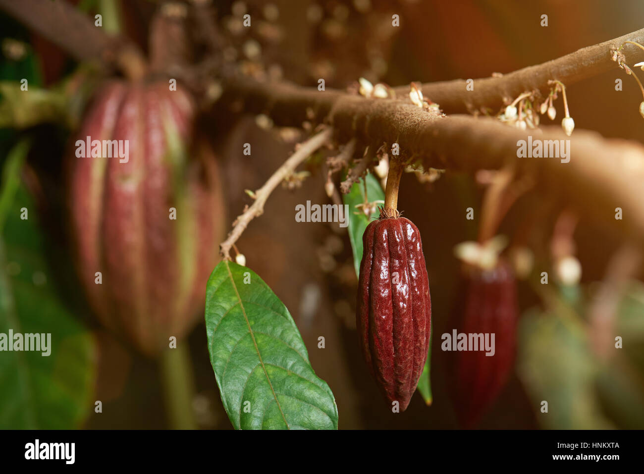 Cocoa young tree red hi-res stock photography and images - Alamy