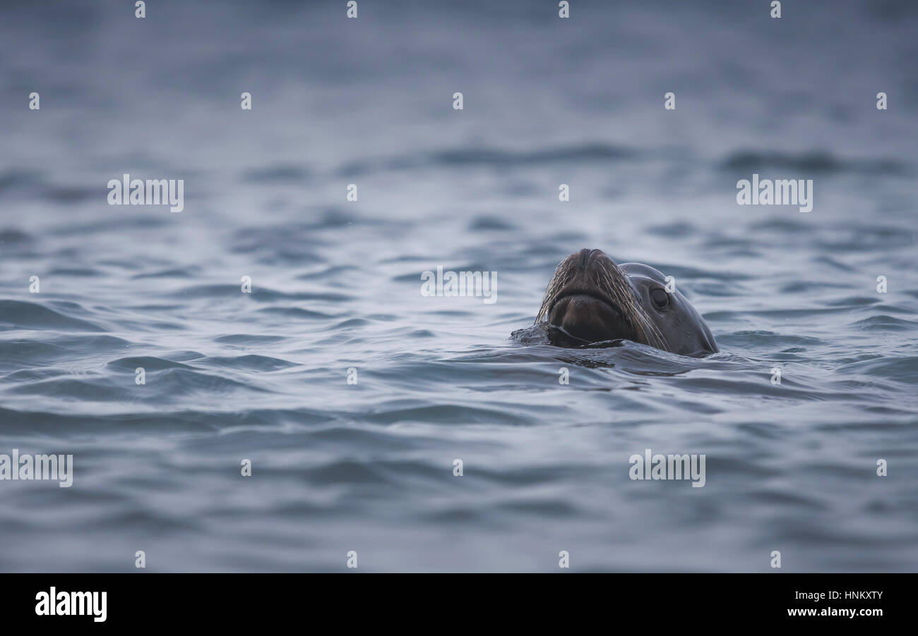 Sea lions chasing fish on the pacific coast of Canada Stock Photo - Alamy