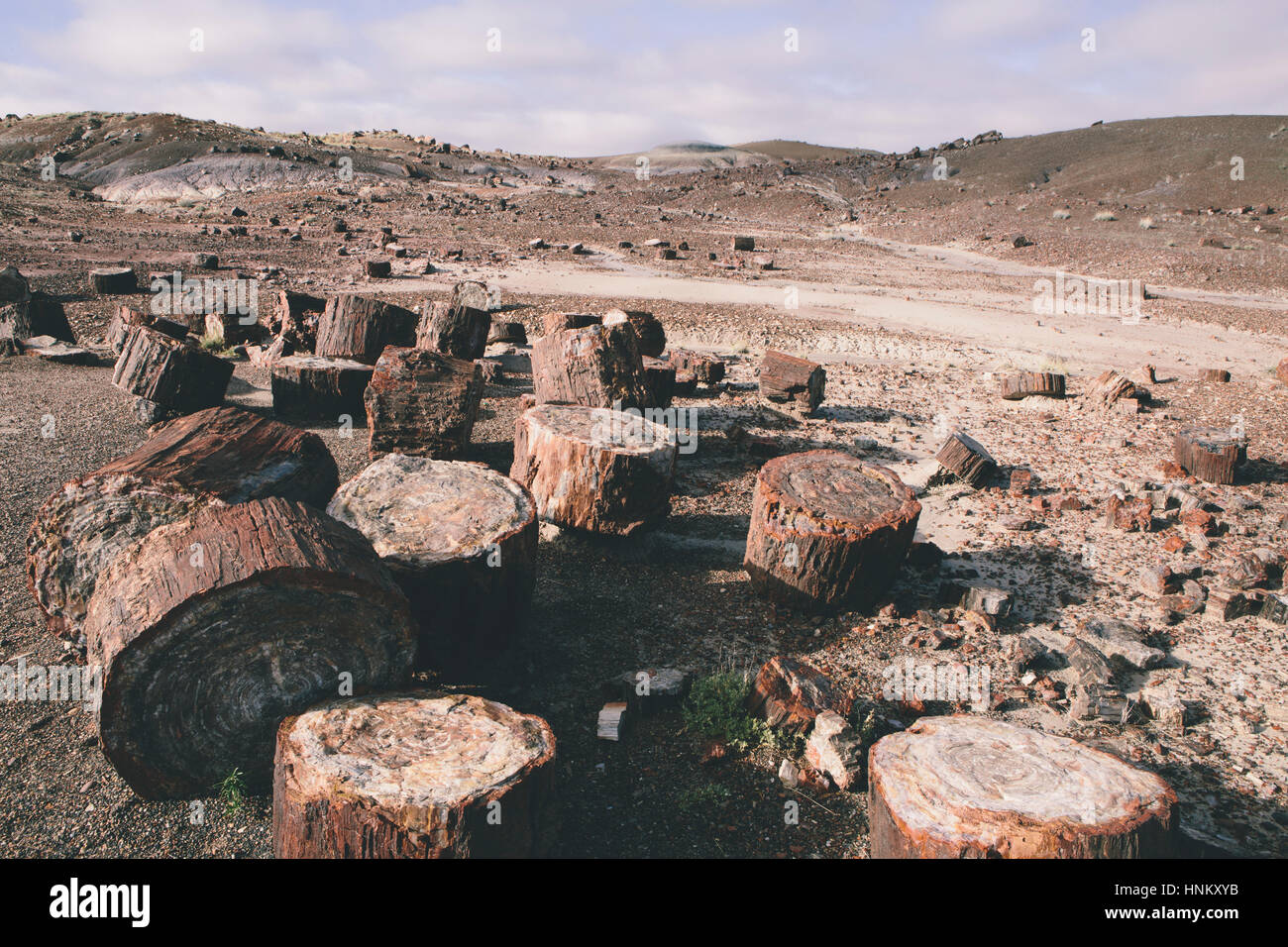 Fossilized trees hi-res stock photography and images - Alamy