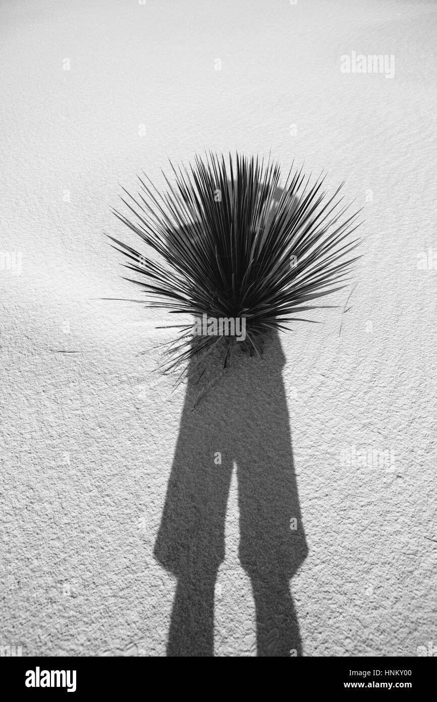 Photographer's self portrait and shadow on sand dune and yucca, White ...