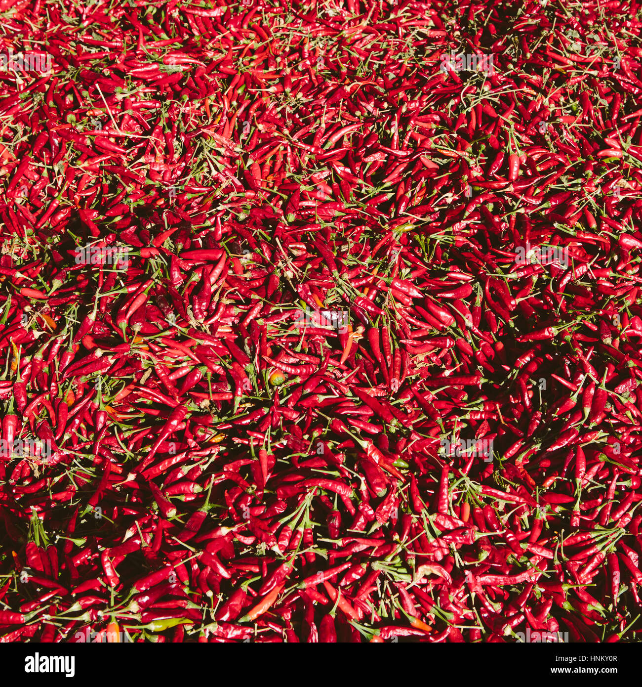 Red chile peppers drying sun Stock Photo - Alamy