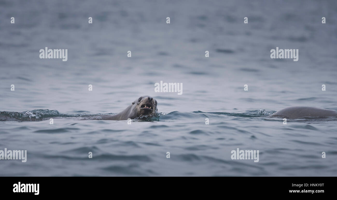 Group of sea lions hunting for fish Stock Photo - Alamy