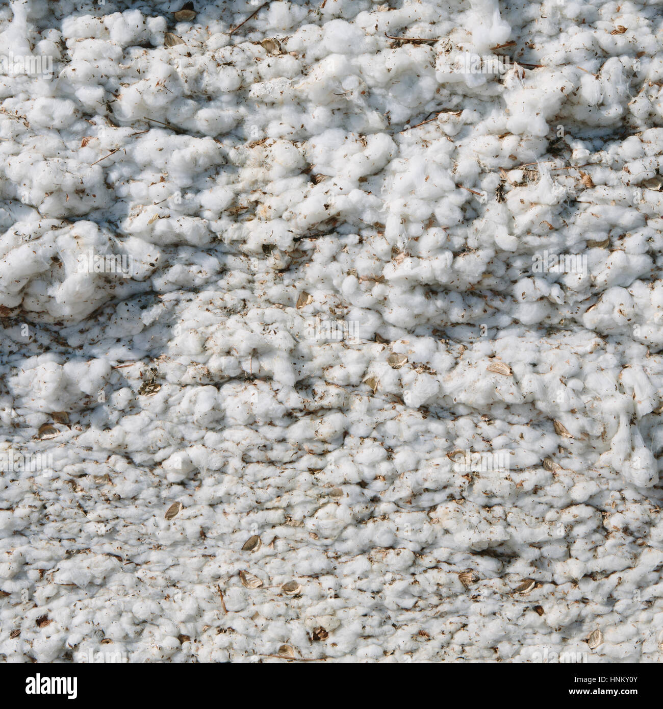 Cotton plant head square hi-res stock photography and images - Alamy