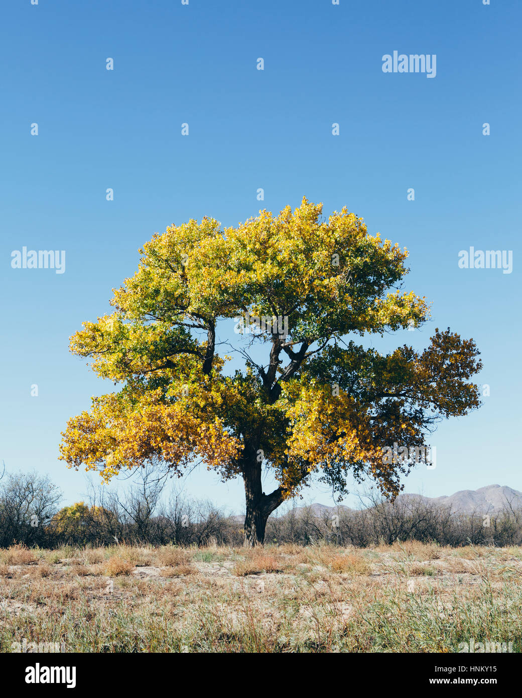 Cottonwood reserve hi-res stock photography and images - Alamy