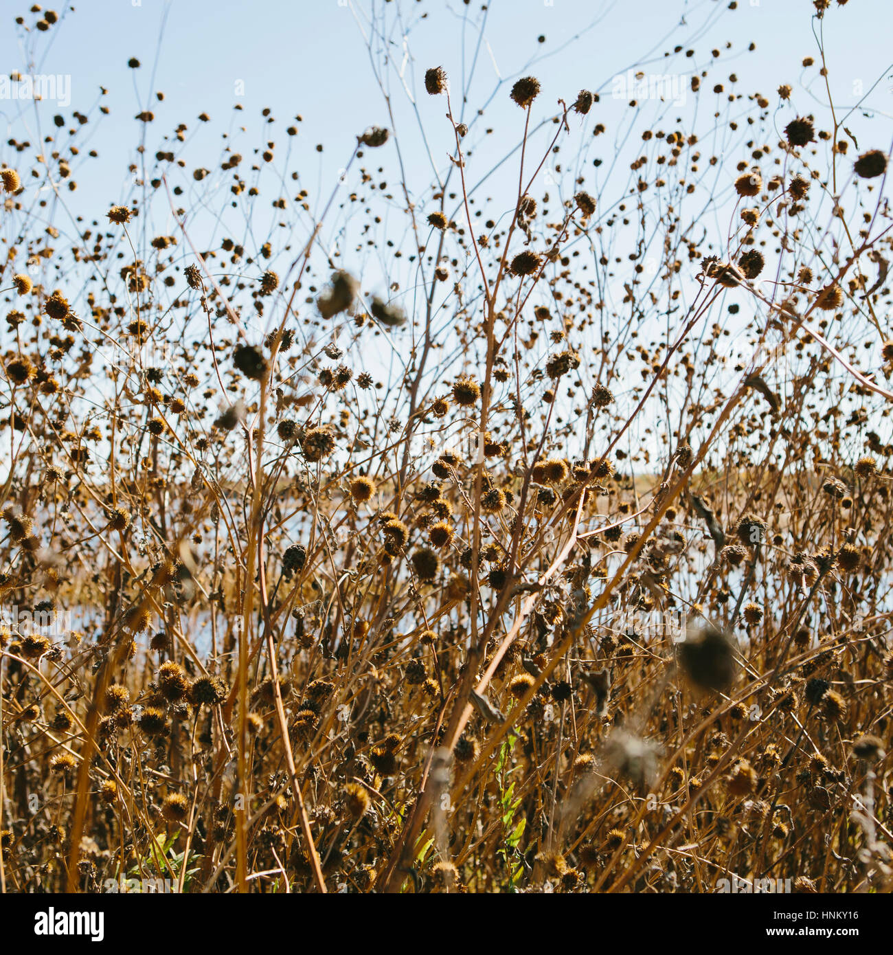 Dried Wildflowers High Resolution Stock Photography and Images - Alamy