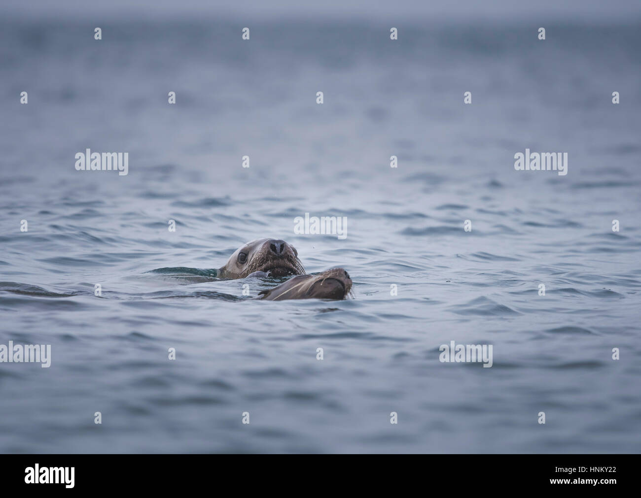 Group of sea lions hunting for fish Stock Photo - Alamy