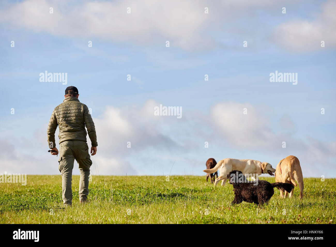 Dog walker walking across grass with four dogs Stock Photo - Alamy