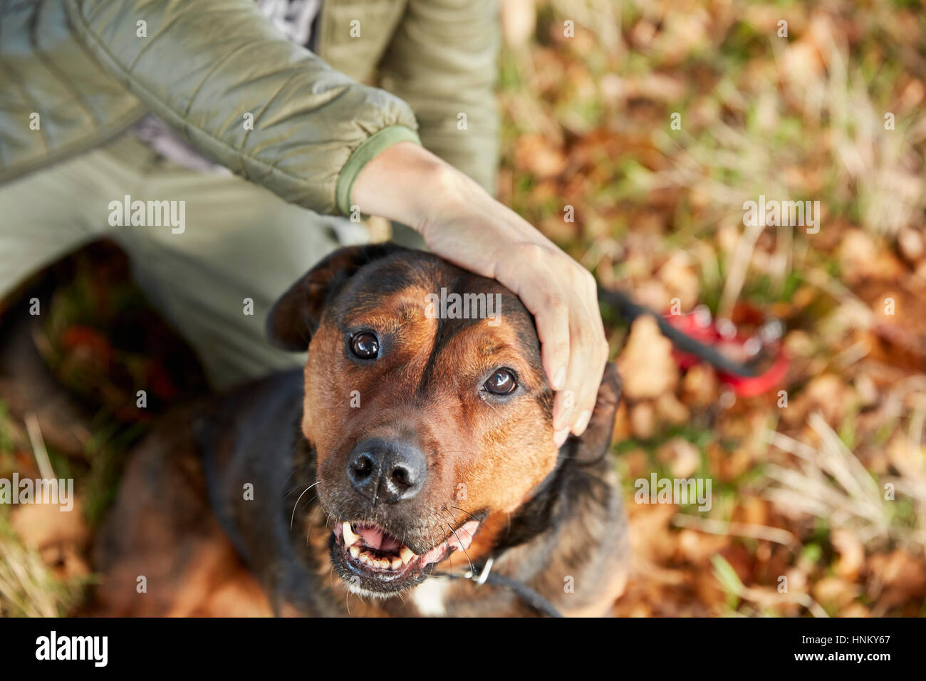 Dog walker with his hand on a dogs head, patting him Stock Photo - Alamy
