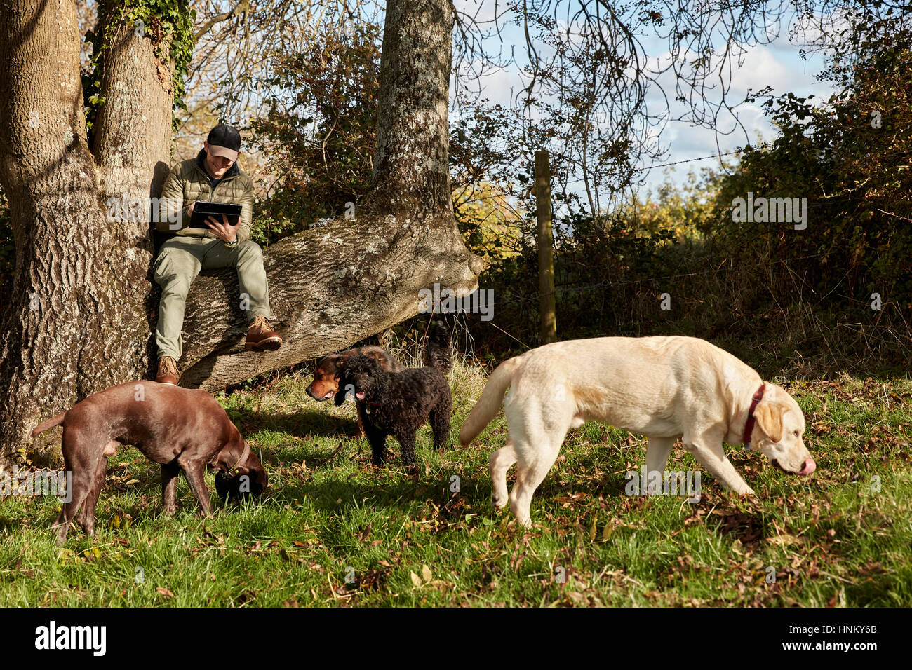 Dog sniffing tree hi-res stock photography and images - Alamy