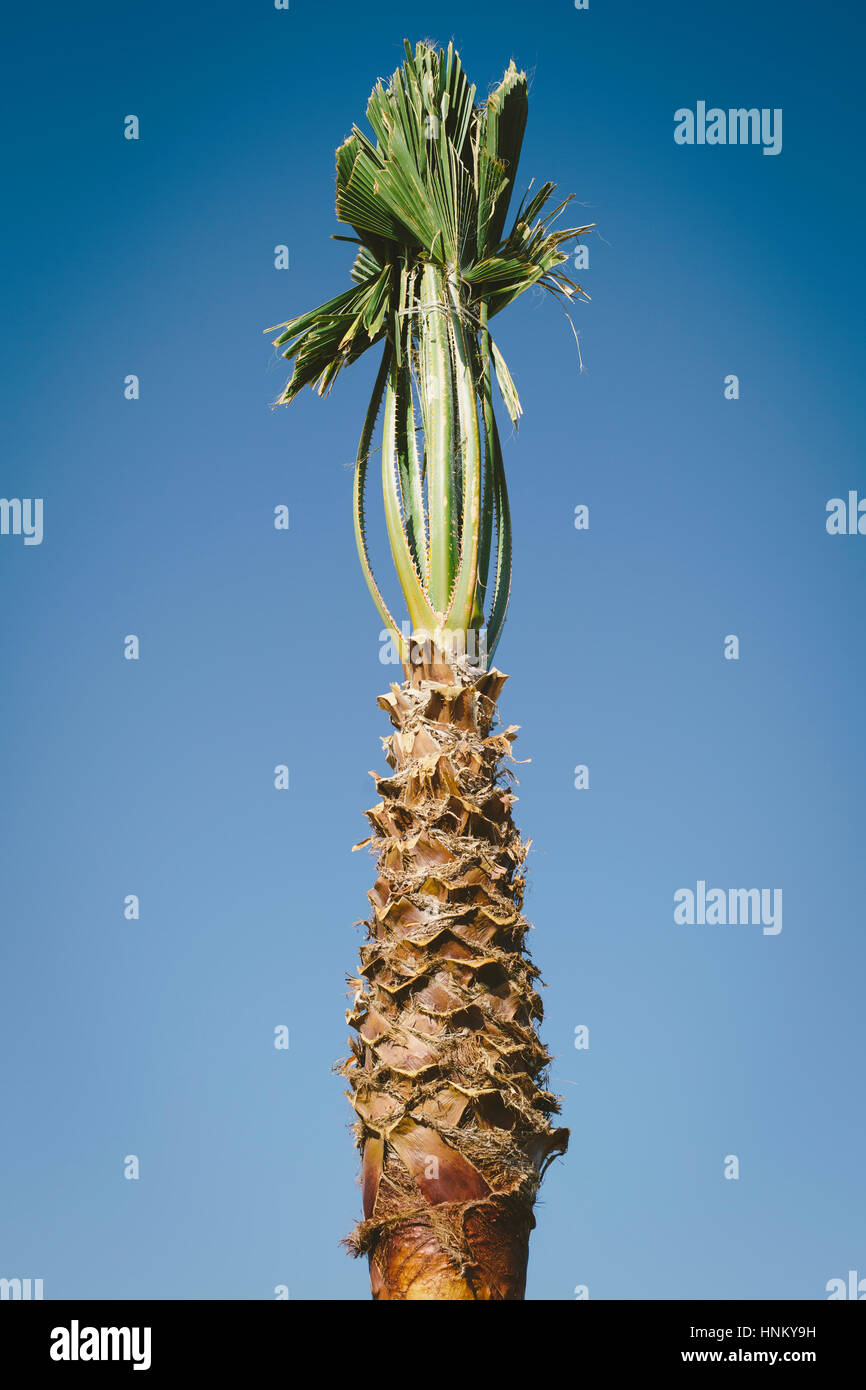 Bound palm hi-res stock photography and images - Alamy