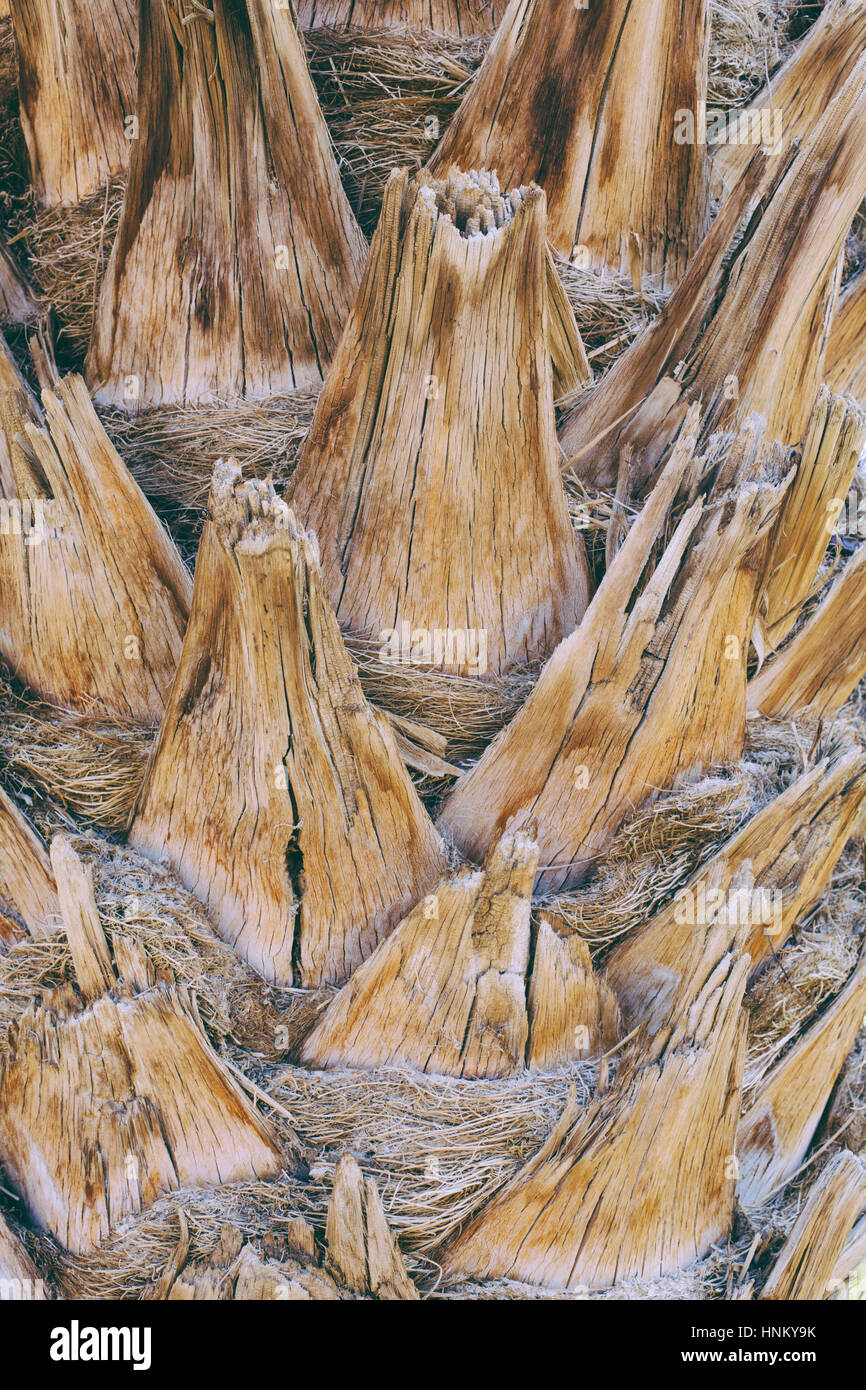 Close up of palm tree trunk Stock Photo - Alamy