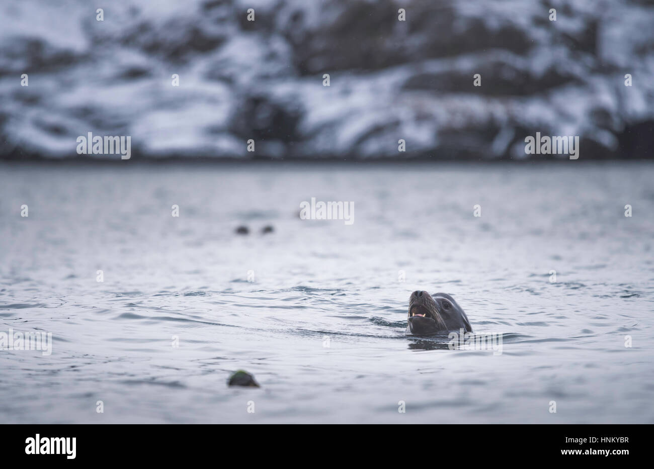 Sea lions chasing fish on the pacific coast of Canada Stock Photo - Alamy