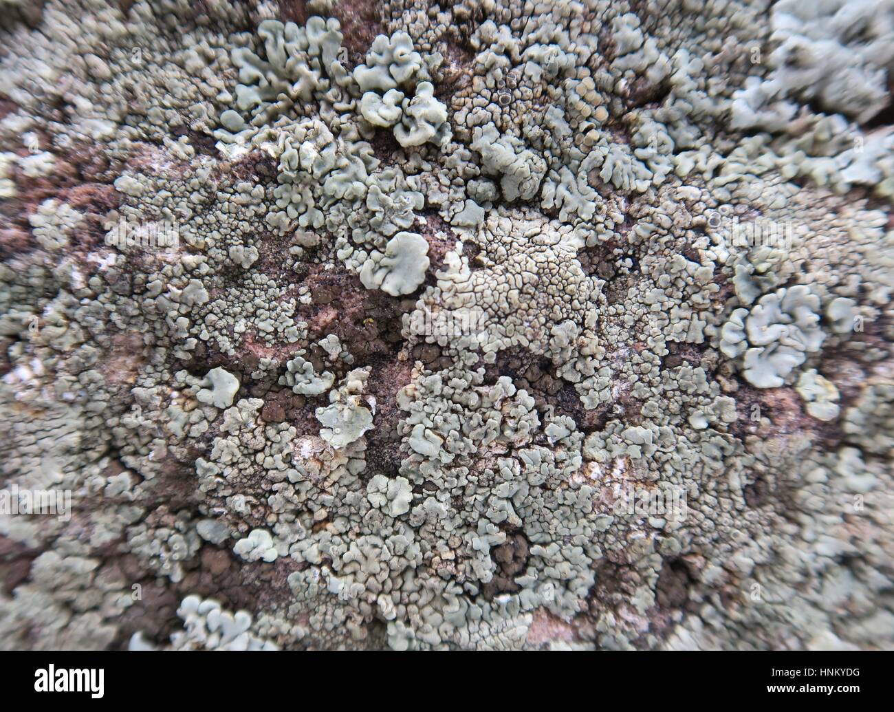 Close-up macro shot of grey and red lichen over tree bark. Selective ...