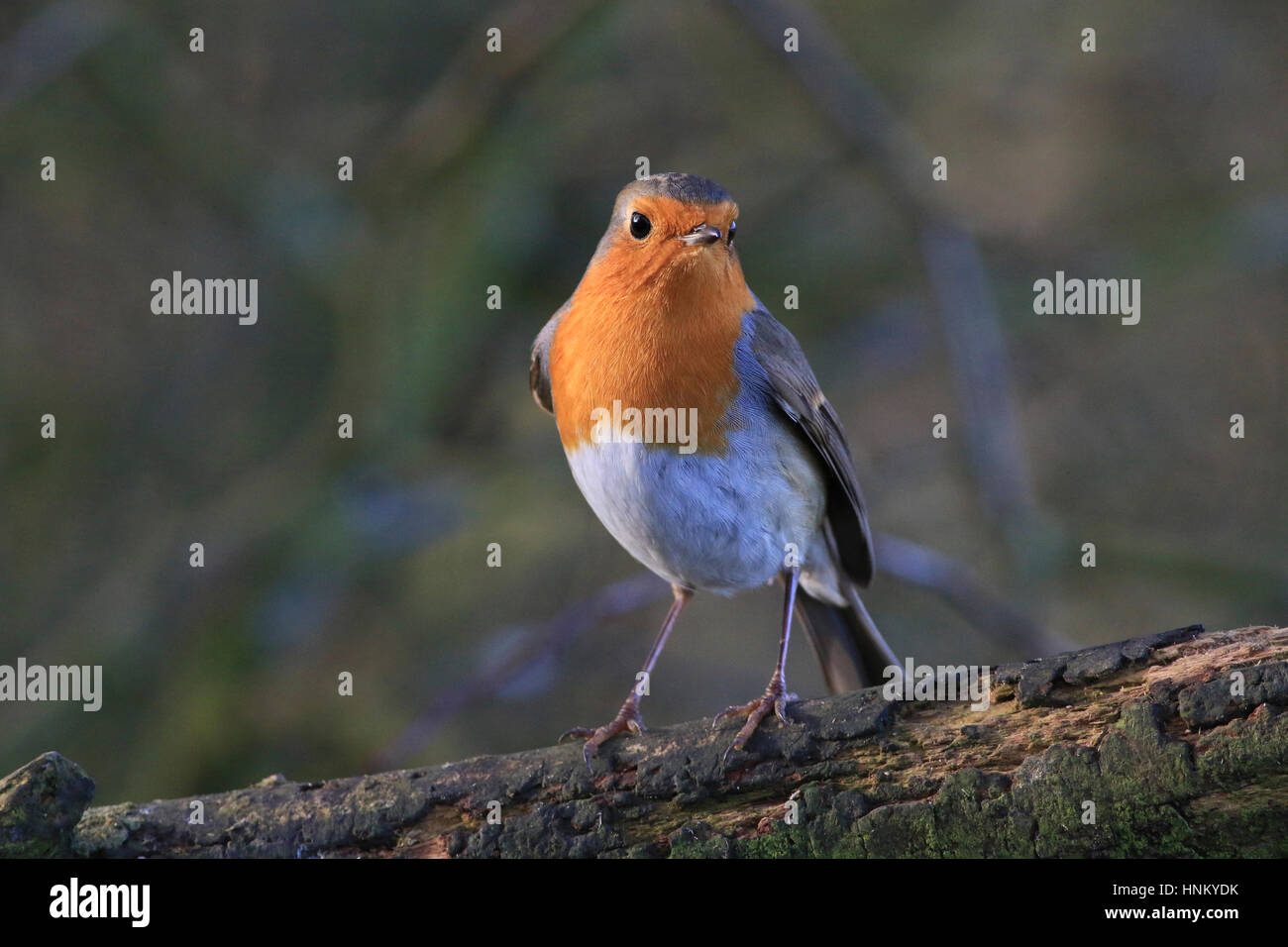 Robin european robin hi-res stock photography and images - Alamy