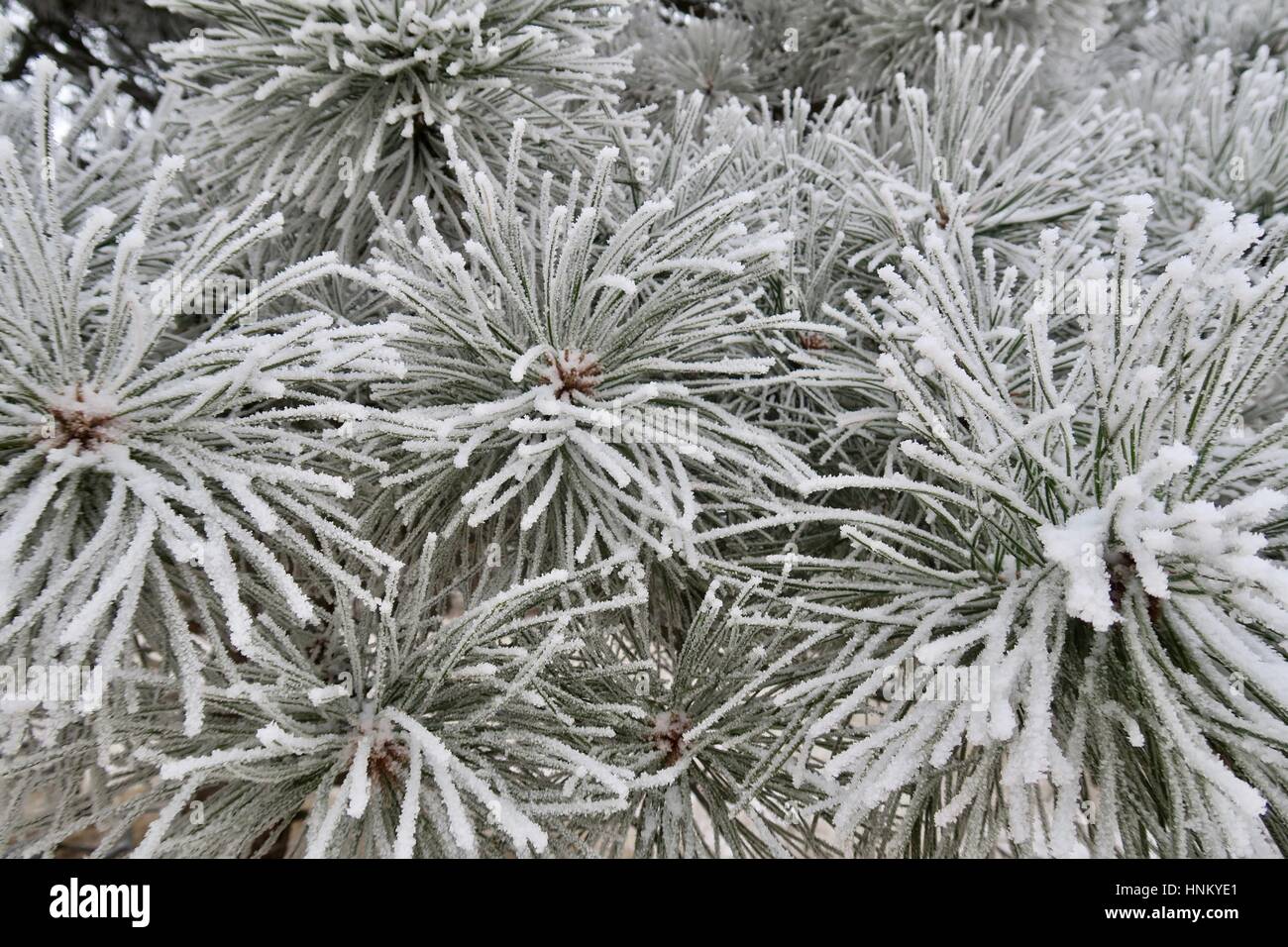 Close-up view of pine long needles in frost and snow on conifer tree ...