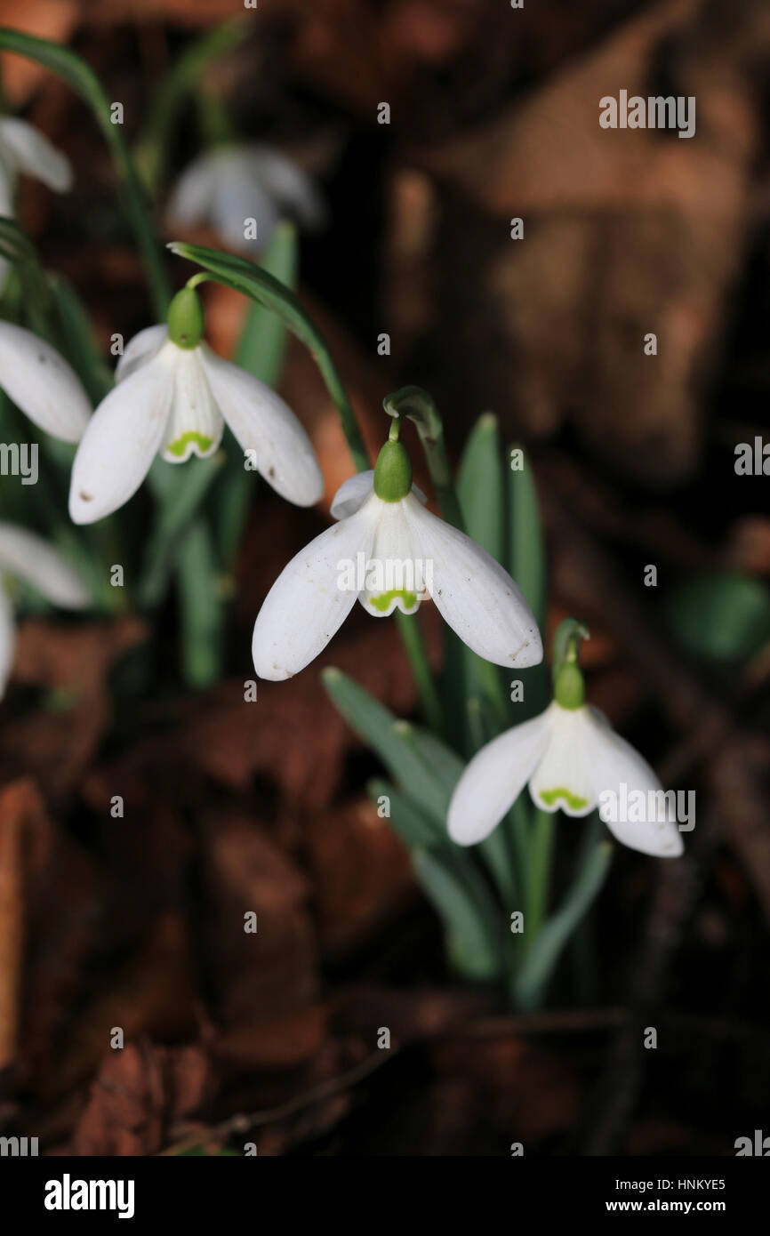 Diagonal Formation High Resolution Stock Photography and Images - Alamy