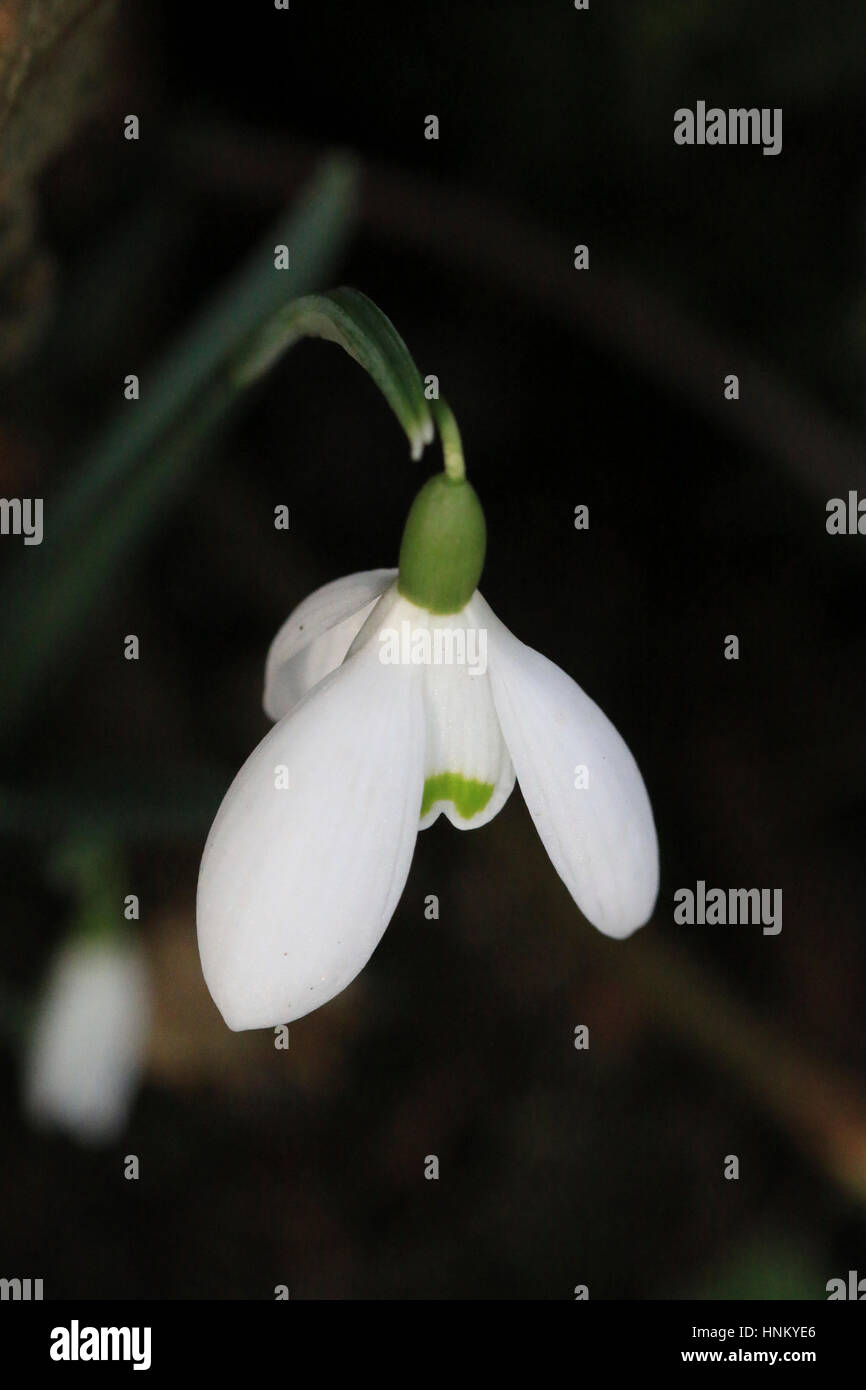 Hanging snowdrop flower hi-res stock photography and images - Alamy