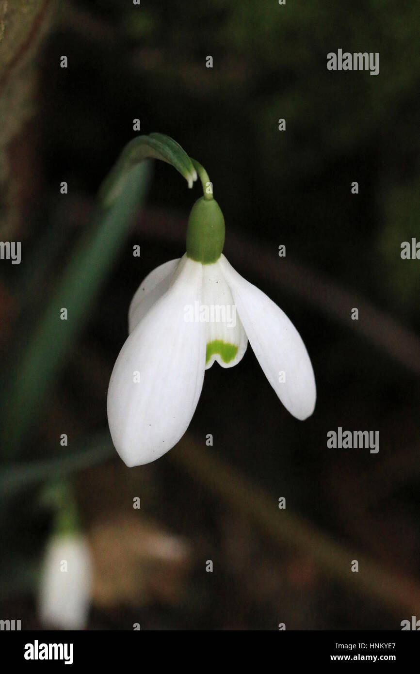 Hanging snowdrop flower hi-res stock photography and images - Alamy