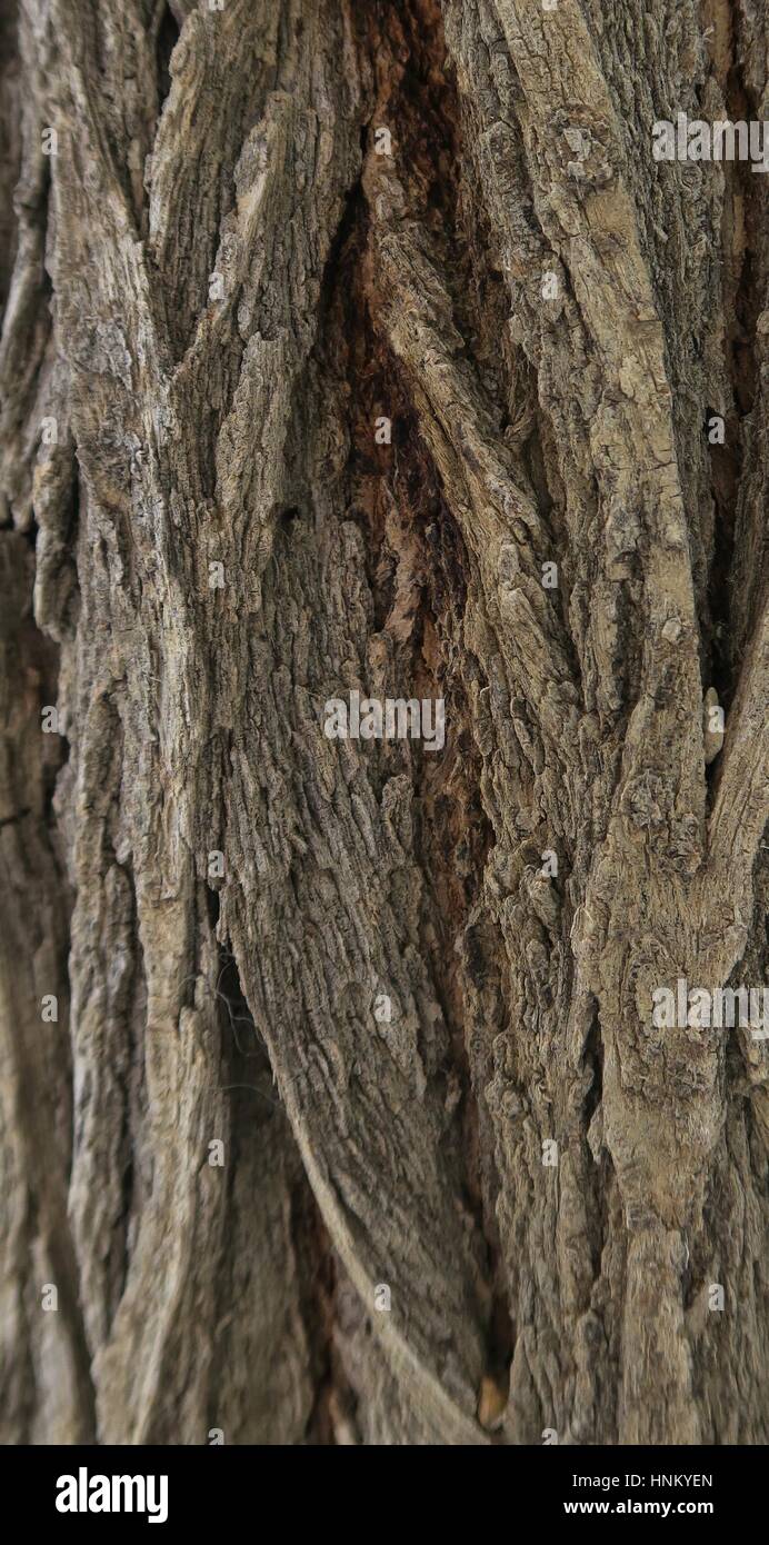 Close-up vertical shot of cracks of old tree bark with rough structure ...