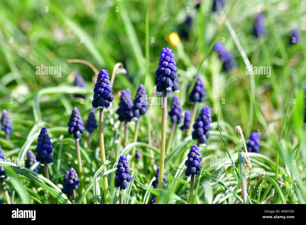 Nafplio, Greece, 14th February 2017. Spring pictures from the city of ...