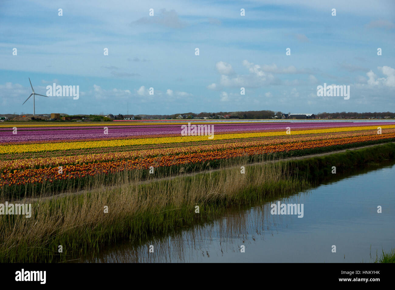 Blooming tulip fields in a dutch landscape in Texel, the Netherlands ...