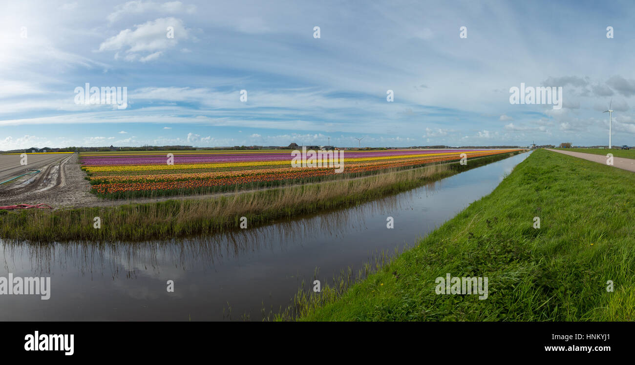 Blooming tulip fields in a dutch landscape in Texel, the Netherlands ...