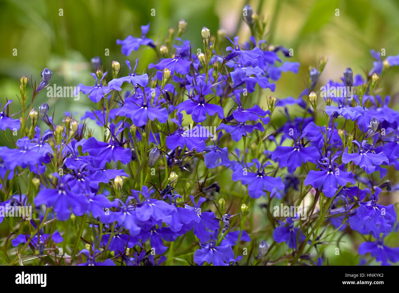 Lobelia hi-res stock photography and images - Alamy