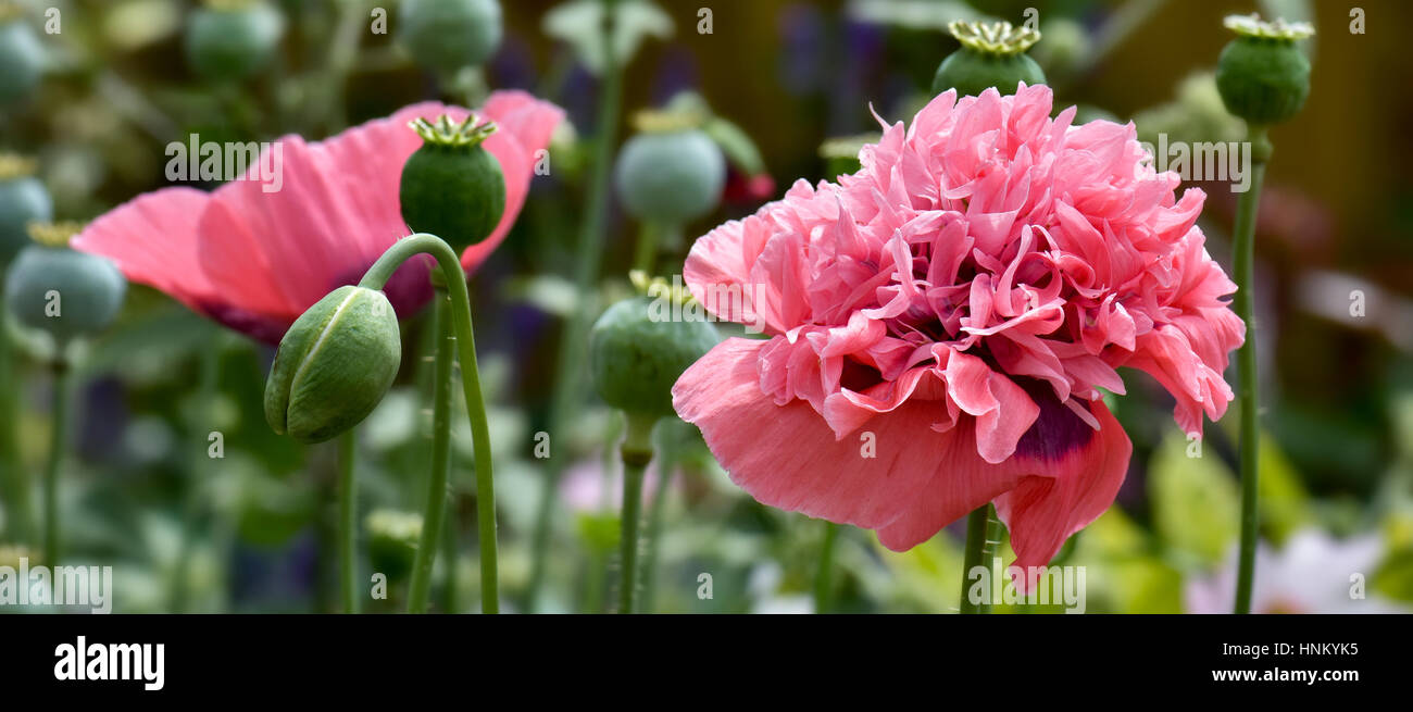 Giant double pink poppy hi-res stock photography and images - Alamy