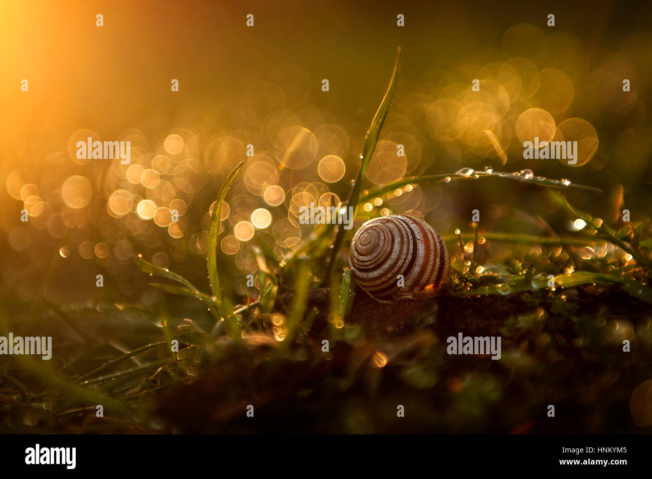 Snail in sunset Stock Photo - Alamy