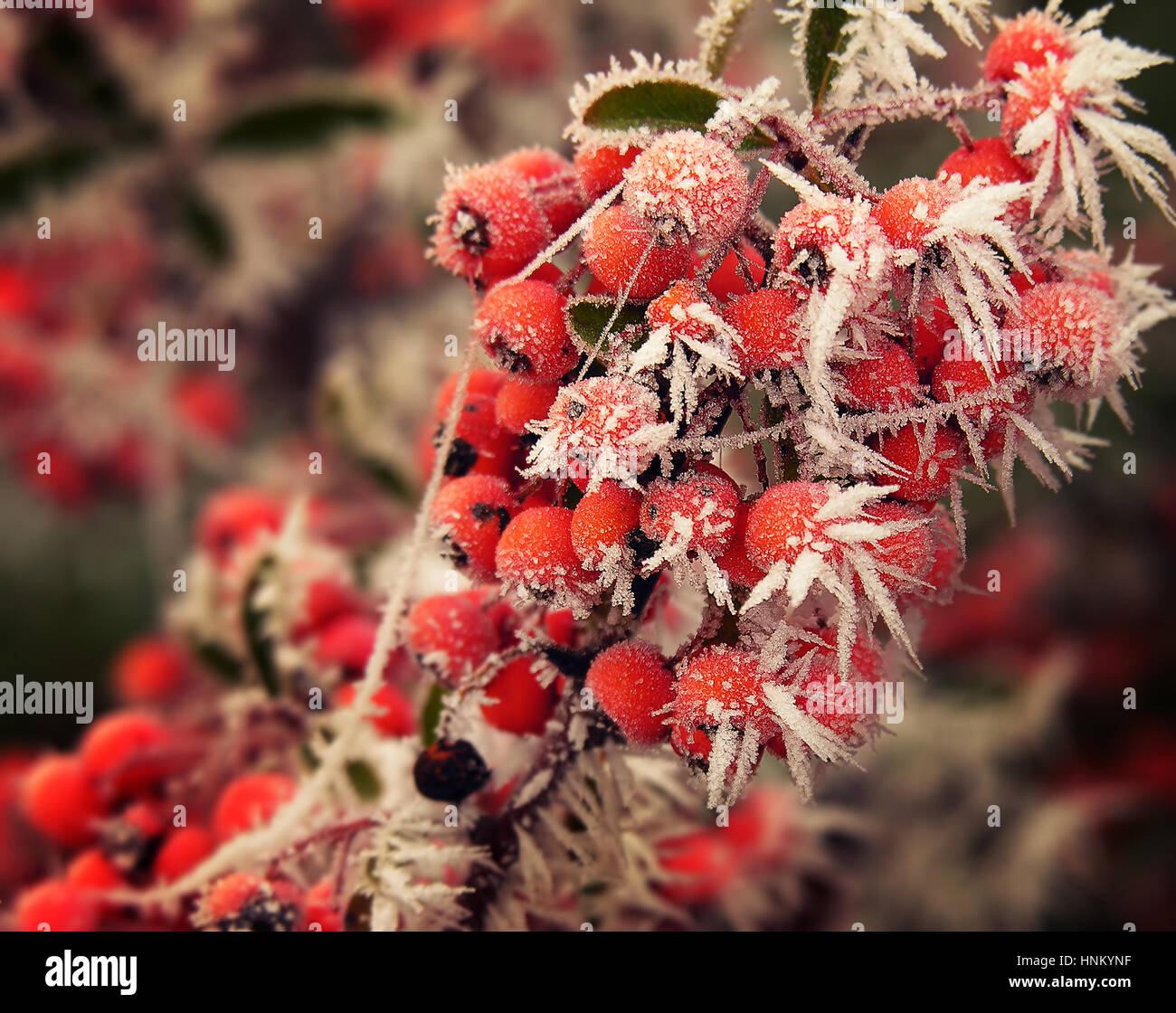 Frosted berry hi-res stock photography and images - Alamy