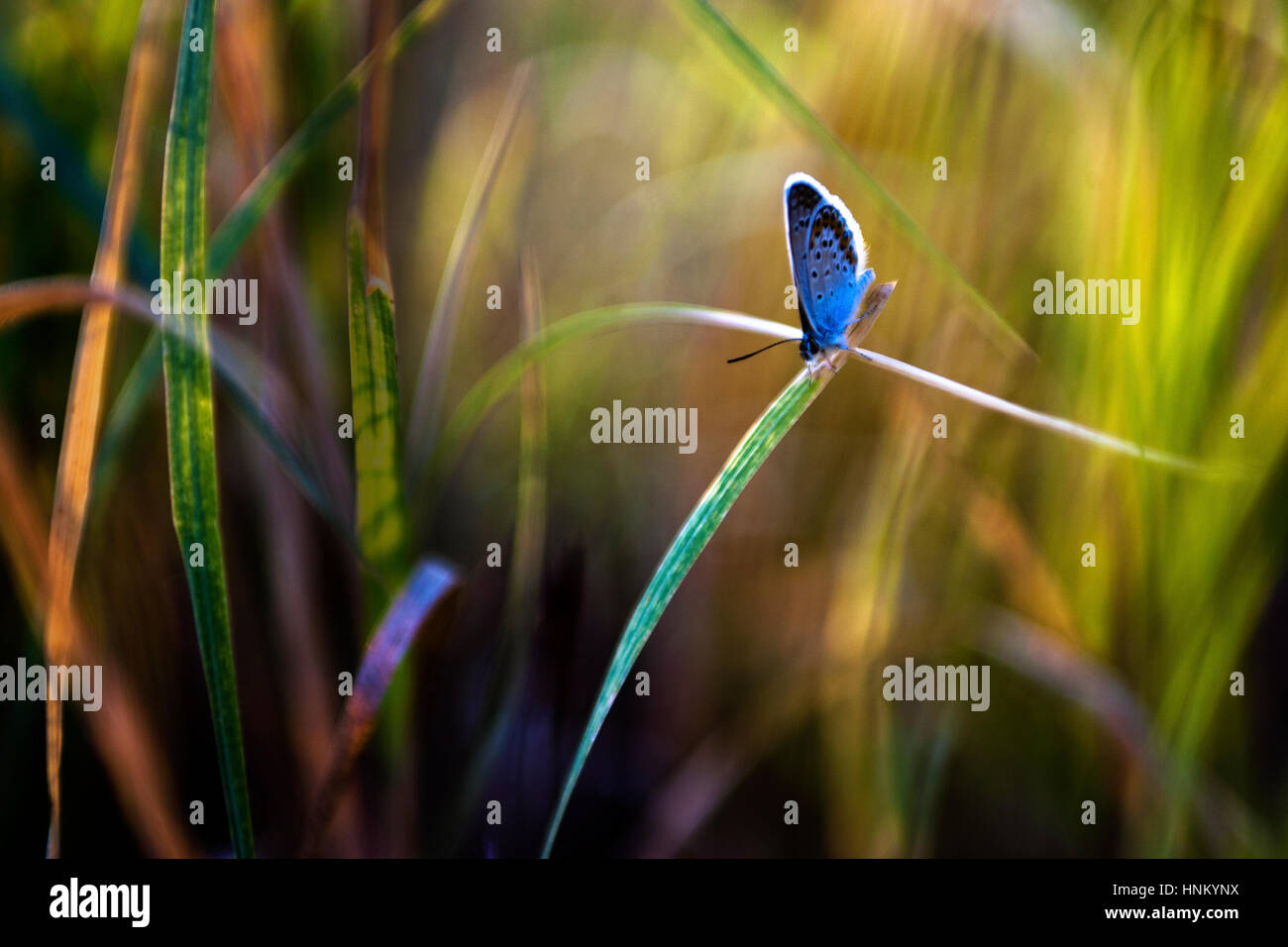 Butterfly in sunset Stock Photo - Alamy