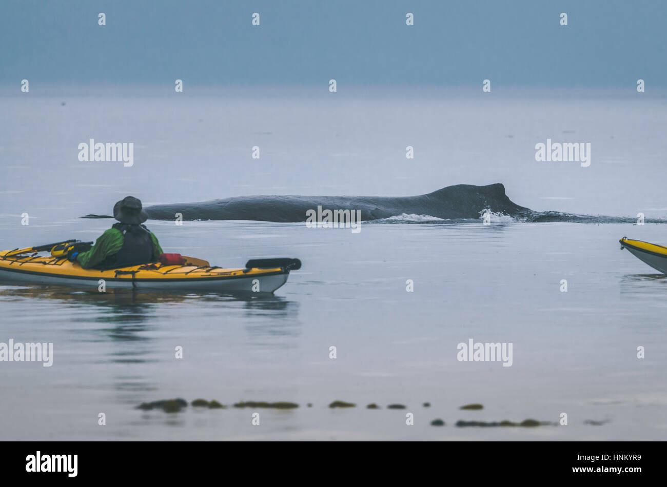 Whale whatching while kayaking Stock Photo - Alamy