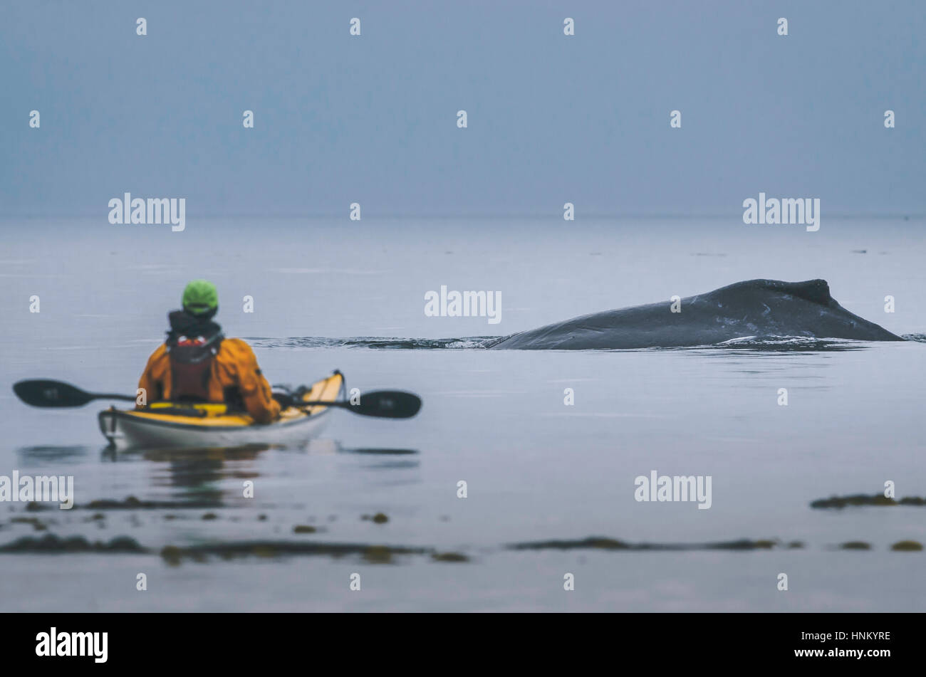 Whale whatching while kayaking Stock Photo - Alamy
