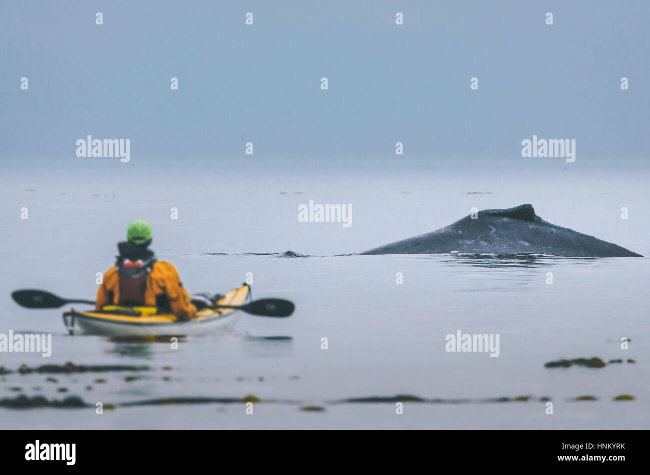 Whale whatching while kayaking Stock Photo - Alamy