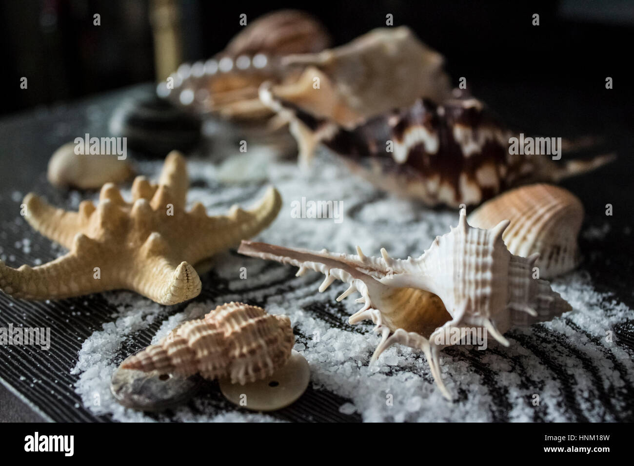 Underwater shells ocean sand hi-res stock photography and images - Alamy