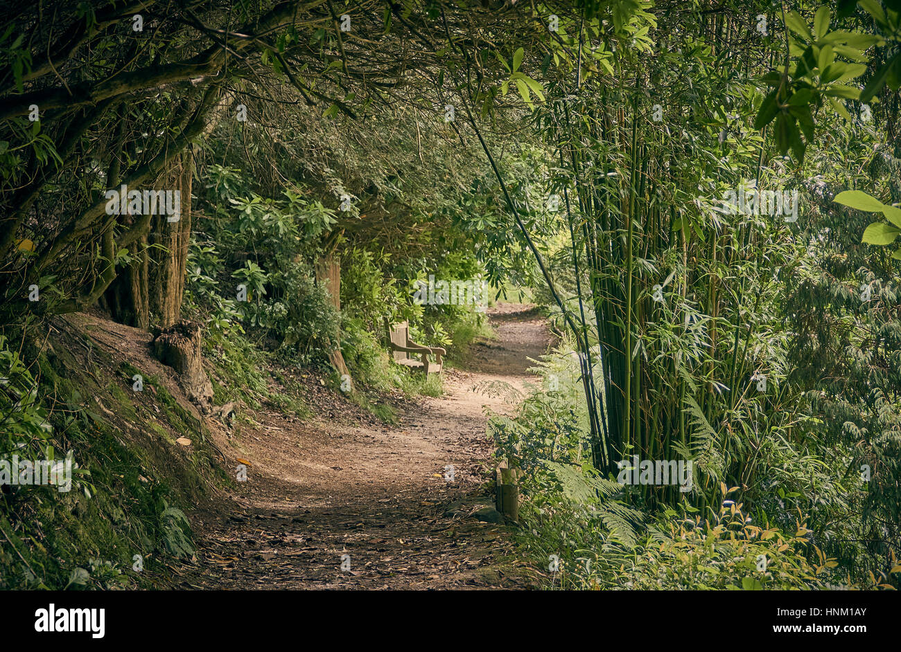 Pathway through woods hi-res stock photography and images - Alamy