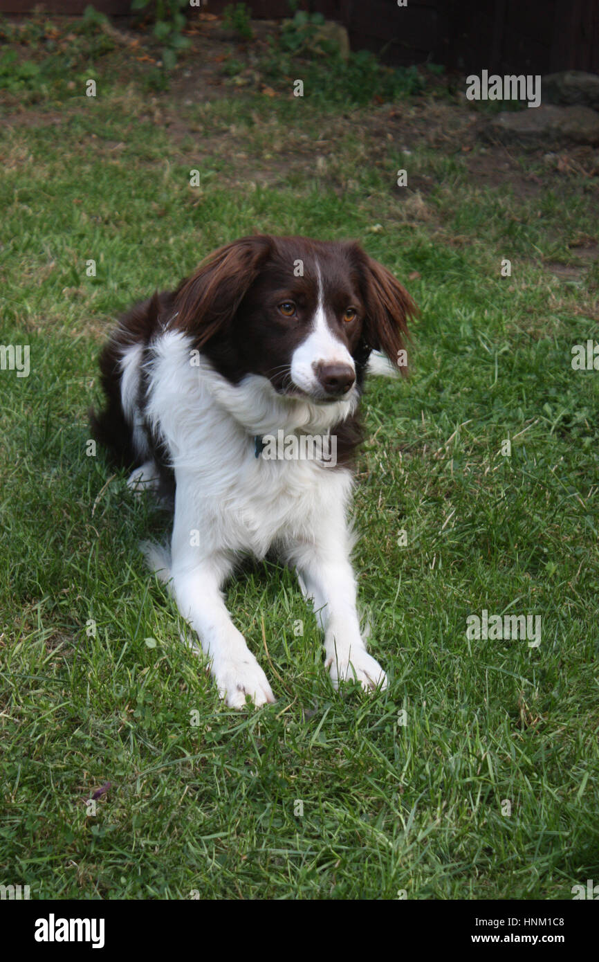 cute red and white spaniel collie cross pet working dog Stock Photo - Alamy