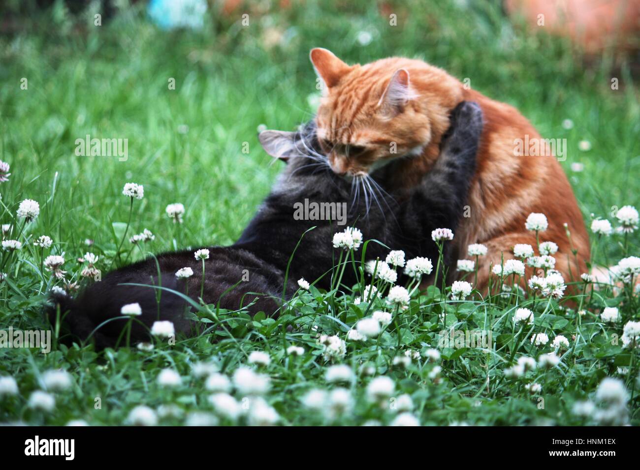 cute ginger and tabby cats in long grass Stock Photo - Alamy