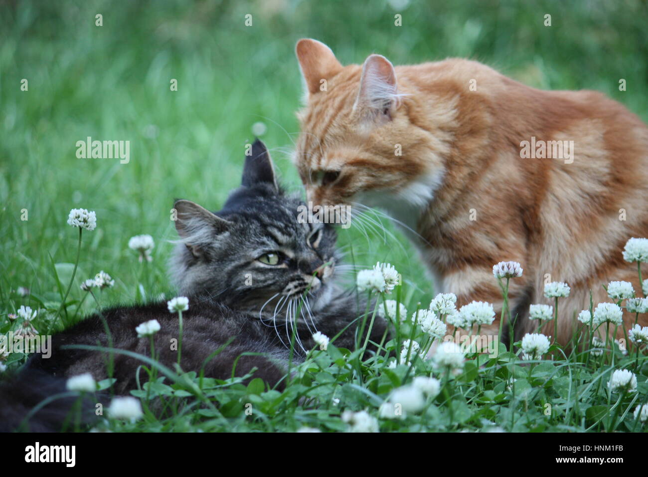 cute ginger and tabby cats in long grass Stock Photo - Alamy