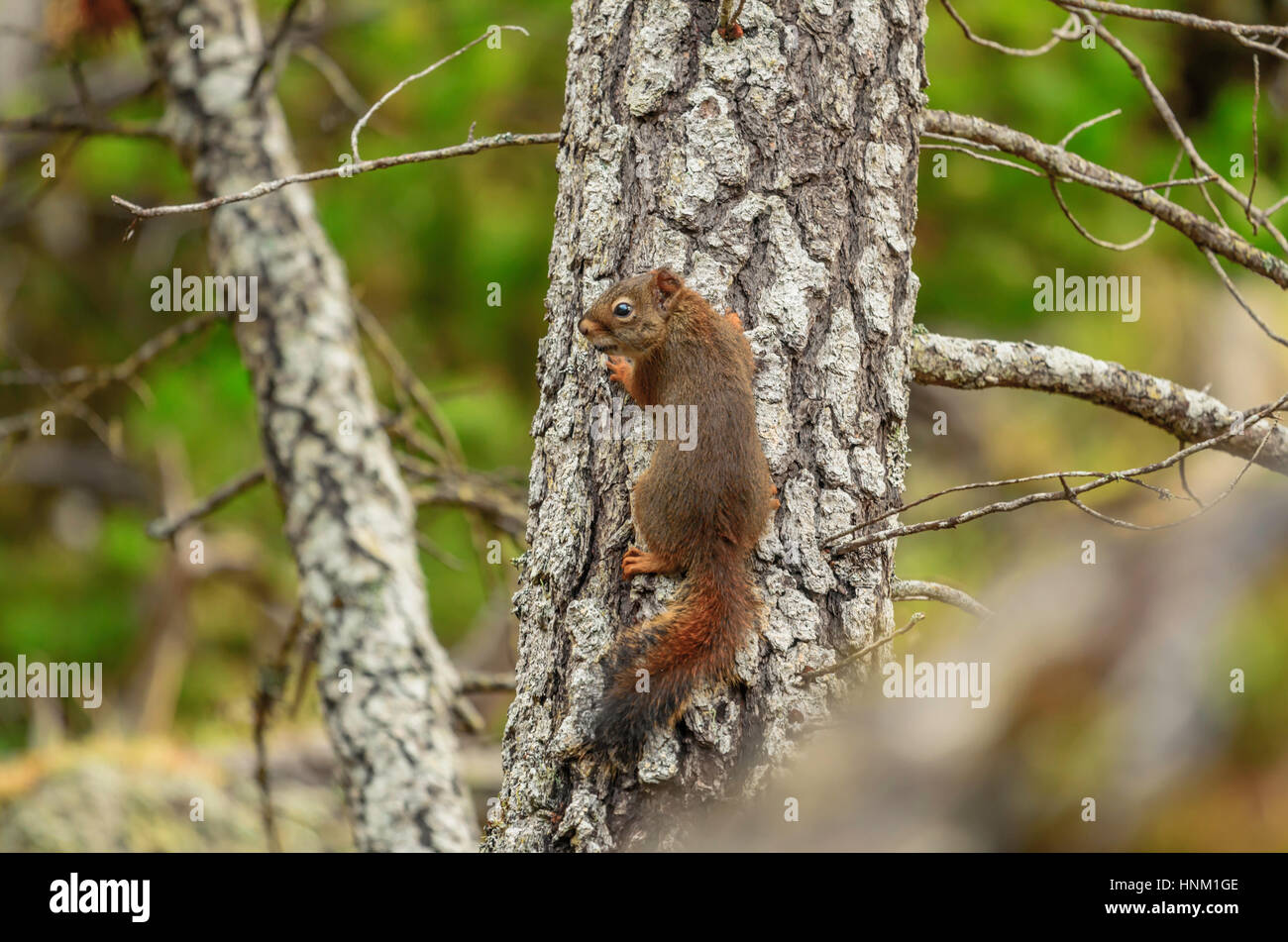 Friendly squirrel in forest Stock Photo - Alamy