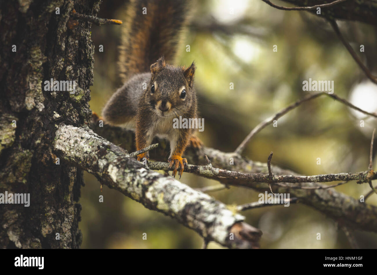 Friendly squirrel in forest Stock Photo - Alamy